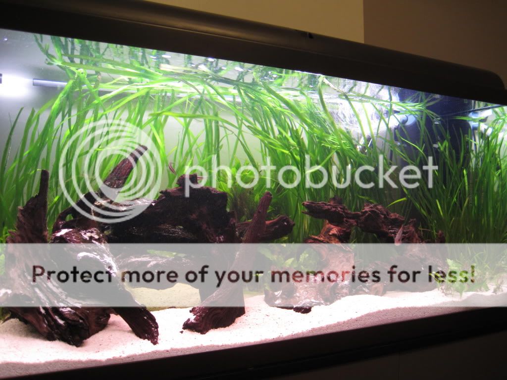 understocked, suggestions? | Cichlid Fish Forum