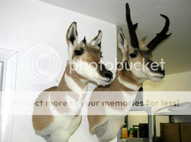 Antelope Horned Doe | Shotgun Forum