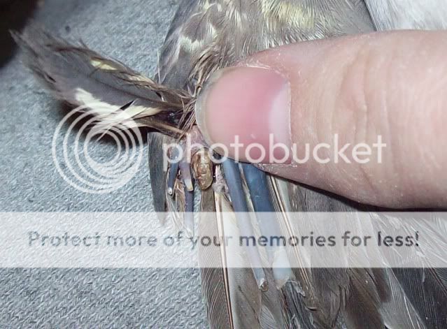 anyone come across this before? | Avian Avenue Parrot Forum