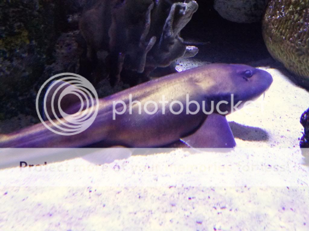 Gray bamboo shark | MonsterFishKeepers.com