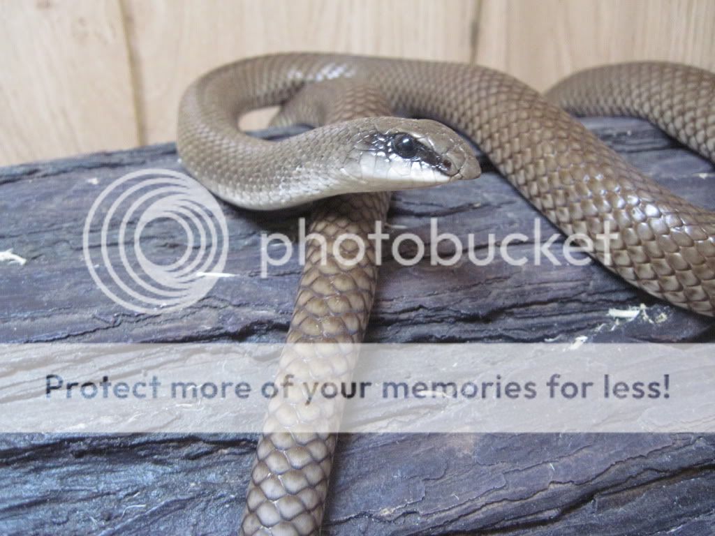 My Rufous Beaked snake | Reptile Forums